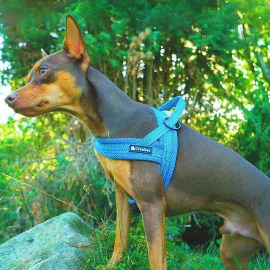 【Lサイズ/小型犬用】Truelove トゥルーラブ ペット ペット用品 ハーネス ソフトハーネス スポーツハーネス アクセサリー 犬用 犬猫兼用 着脱簡単 犬アイテム ...