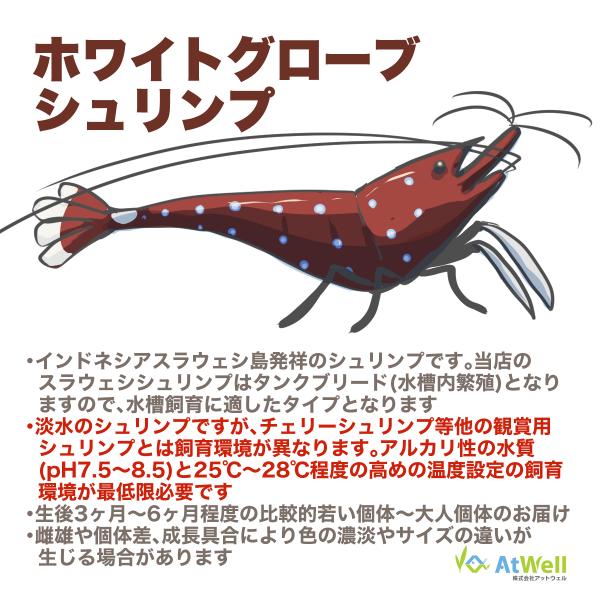 ホワイトグローブシュリンプ 3匹 : AtWell アットウェルYahoo!店 - 通販 - Yahoo!ショッピング