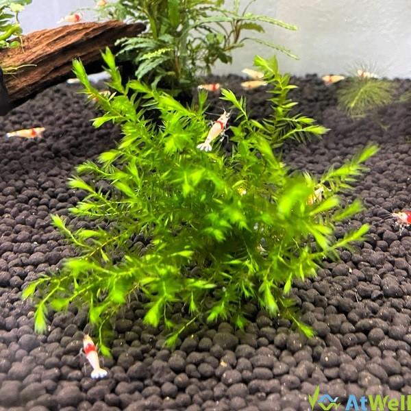 カワゴケspミニ溶岩石付き(Fontinalis hypnoides) - 水草
