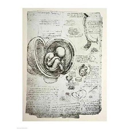 Posterazzi The Human Fetus in the Womb Poster Print by Leonardo Da ...