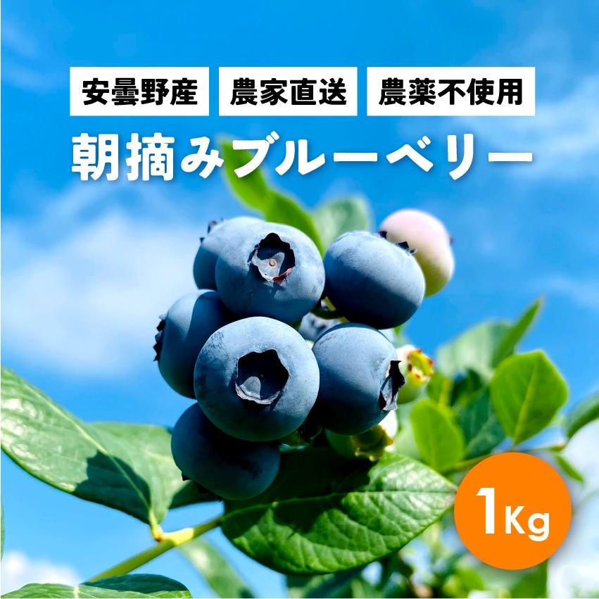 農薬不使用 ブルーベリー1キロ【スーパーのブルーベリーには戻れません】 朝摘み 贈答品 家庭用 長野県産 安曇野産 「ブルーベリー約1キロ ...