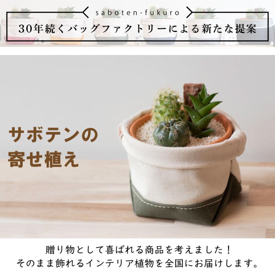 サボテン寄せ植え2点セット 鉢カバー 室内観葉 ミニサボテン サボテン寄せ植え2点セット 鉢カバー 室内観葉 ミニサボテン