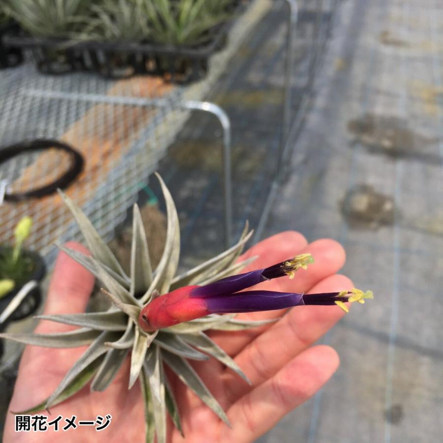 チランジア ハリシー L size (エアープランツ ティランジア 観葉植物 おしゃれ 壁掛け インテリア ミニ 小型 大型 吊り下げ 室内 harrisii) :21878:エアープランツ ...