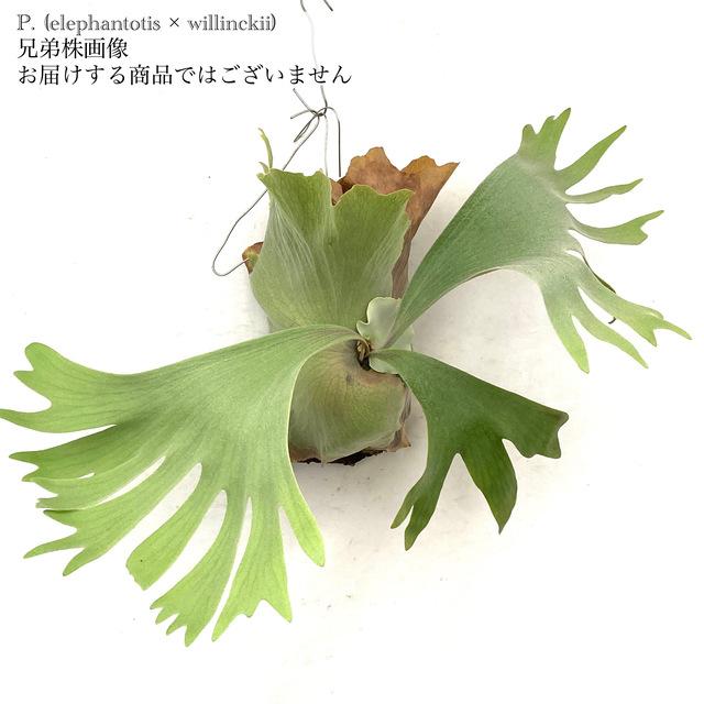 (現品) コウモリラン 交配種(エレファントティス × ウィリンキー) 胞子苗 (No.40837) (ビカクシダ プラティセリウム 観葉植物 ...