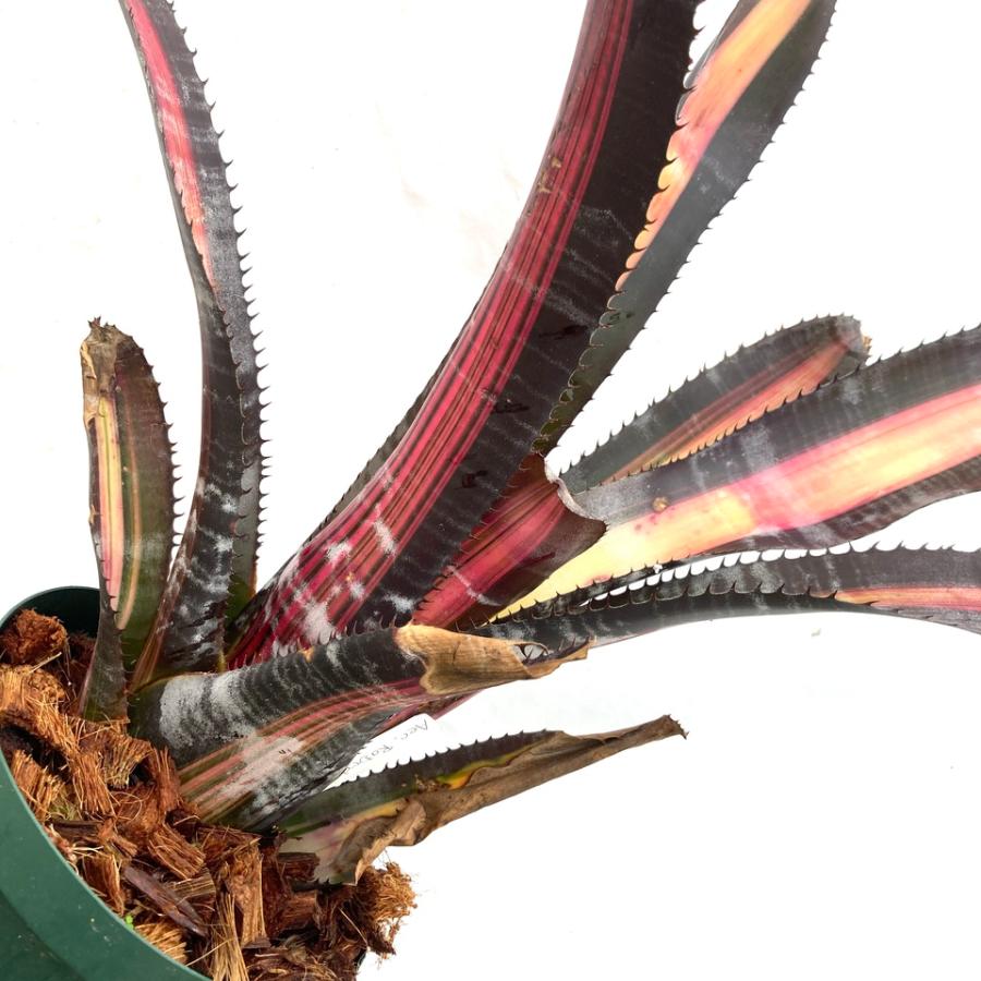 (現品) エクメア 'ロベルトメネスカル' (No.62365) (観葉植物 おしゃれ タンクブロメリア Aechmea 'Roberto ...