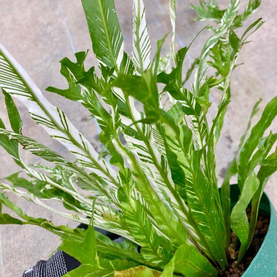 (現品) アスプレニウム オーストラシカム バリエガータ (No.62516) (観葉植物 Asplenium australasicum ...