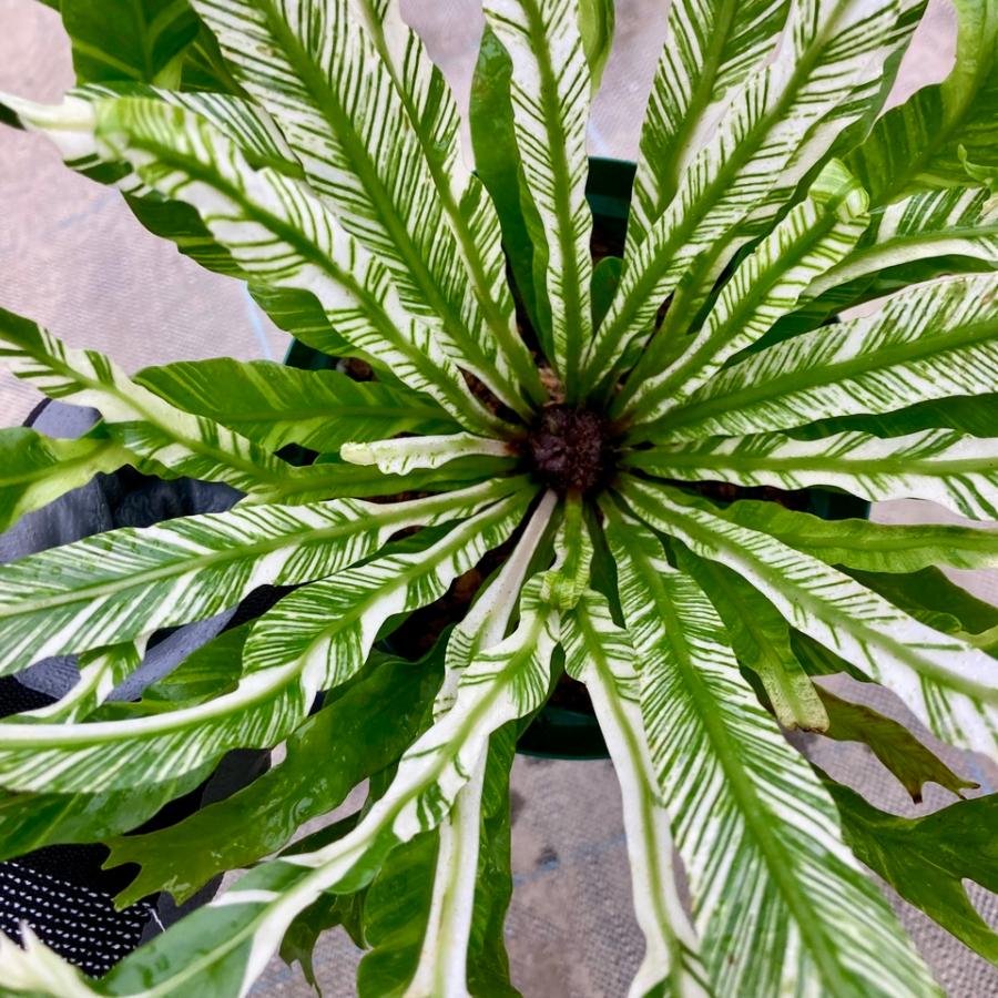 (現品) アスプレニウム オーストラシカム バリエガータ (No.62516) (観葉植物 Asplenium australasicum ...