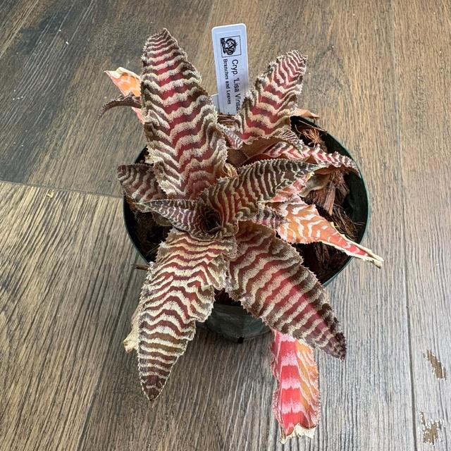 (現品) クリプタンサス 'リサ ビンザント' (No.62528) (観葉植物 おしゃれ 壁掛け インテリア ミニ 小型 大型 ブロメリア ...