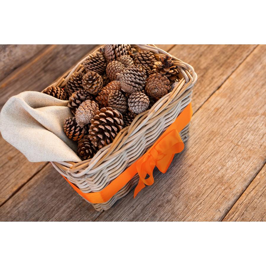 AVANAVA 幅50mm 両面サテンリボン 縦長45m #668.タンジェリン : 晩田商店2 - 通販 - Yahoo!ショッピング