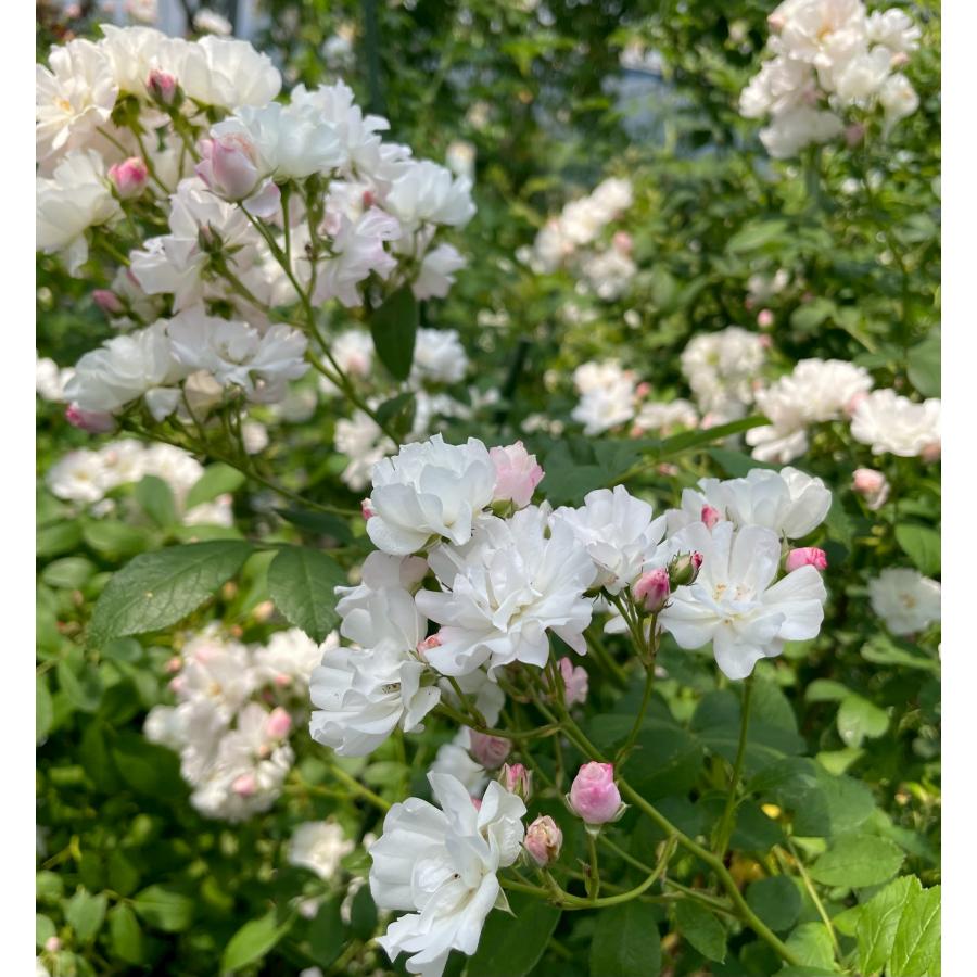 群星 Gunsei ナチュラルカット大苗 花色：白 送料別途 毎年11月下旬から翌年05月までお届けの苗 : 670rn : Herb ...