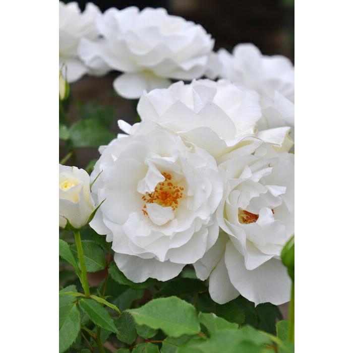 【大苗】バラ苗 グラシアール 6号鉢植え品 8-B03-07-グラ018 : バラの家 バラ苗専門店 Yahoo!店 - 通販 - Yahoo!ショッピング