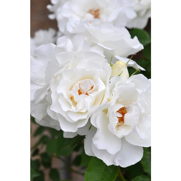 【大苗】バラ苗 グラシアール 6号鉢植え品 8-B03-07-グラ018 : バラの家 バラ苗専門店 Yahoo!店 - 通販 - Yahoo!ショッピング