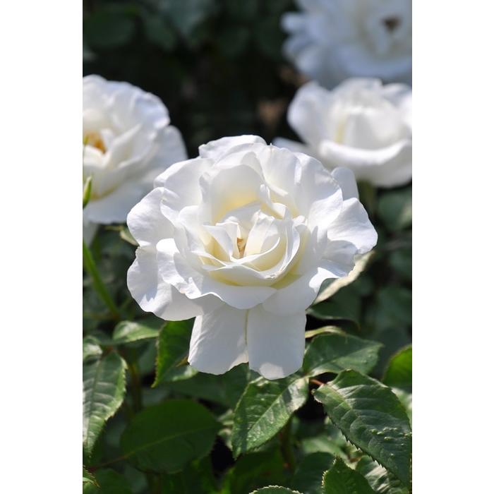 【大苗】バラ苗 グラシアール 6号鉢植え品 8-B03-07-グラ018 : バラの家 バラ苗専門店 Yahoo!店 - 通販 - Yahoo!ショッピング