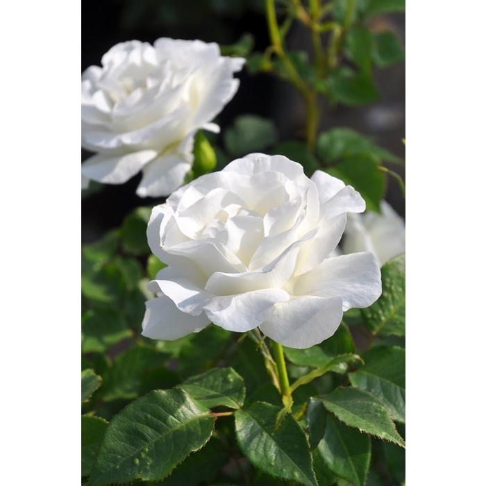 【大苗】バラ苗 グラシアール 6号鉢植え品 8-B03-07-グラ018 : バラの家 バラ苗専門店 Yahoo!店 - 通販 - Yahoo!ショッピング