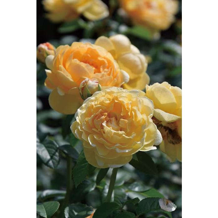 バラ苗【新苗】ディコン[PVP]デイ014 : バラの家 バラ苗専門店 Yahoo!店 - 通販 - Yahoo!ショッピング