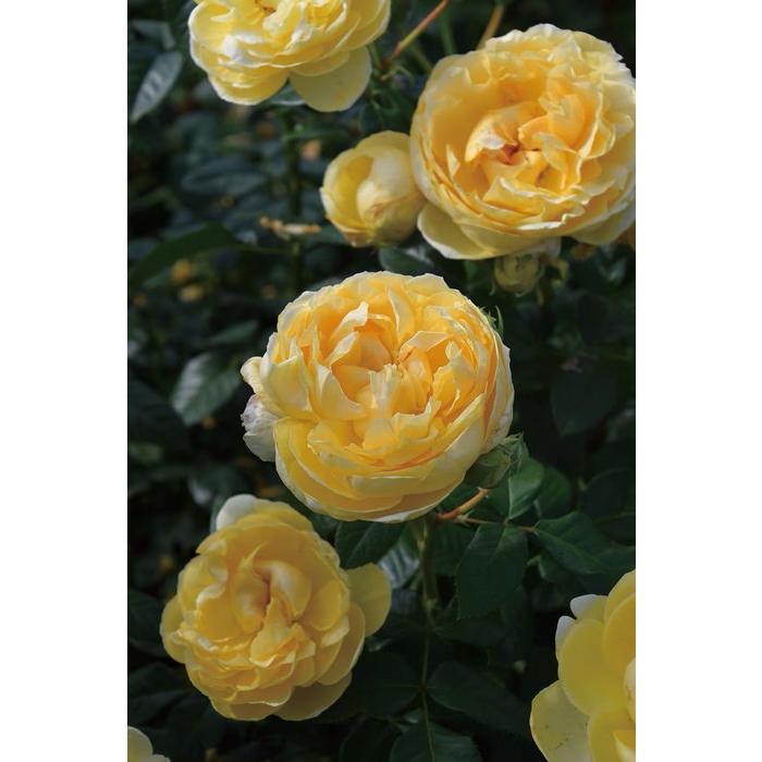 バラ苗【新苗】ディコン[PVP]デイ014 : バラの家 バラ苗専門店 Yahoo!店 - 通販 - Yahoo!ショッピング