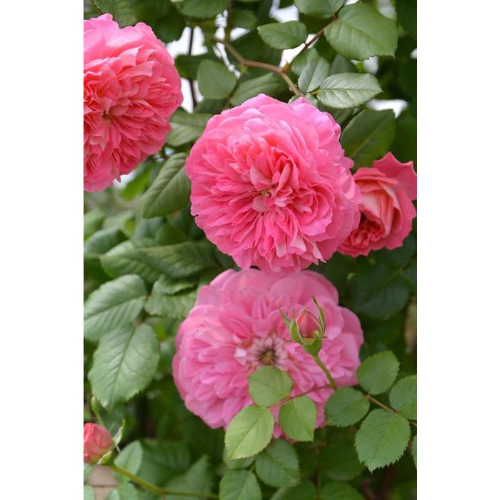 【大苗】バラ苗 ライオンハート 6号鉢植え品[PVP]9-B18-07-ライ010 : バラの家 バラ苗専門店 Yahoo!店 - 通販 - Yahoo!ショッピング