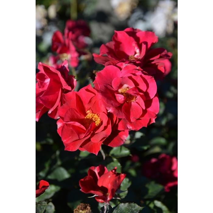 バラ苗【6号新苗】風姿花伝 紅 1bs6-7-E06-01-フウ004 : バラの家 バラ苗専門店 Yahoo!店 - 通販 - Yahoo!ショッピング