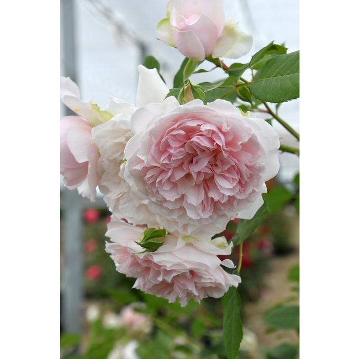 バラ苗【6号新苗】メイドインヘブン 1bs6-7-D04-01-メイ010 : バラの家 バラ苗専門店 Yahoo!店 - 通販 - Yahoo!ショッピング