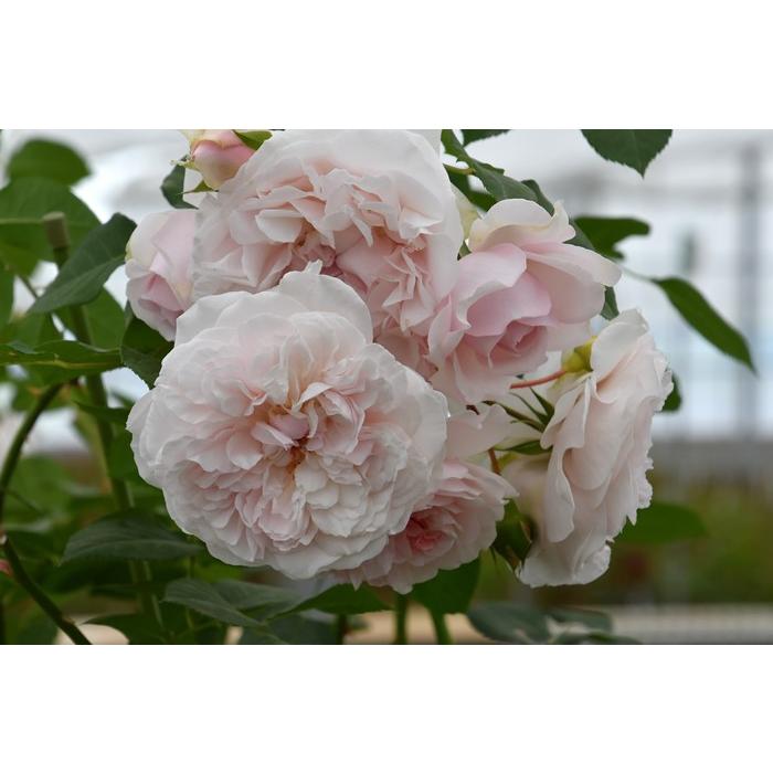 バラ苗【6号新苗】メイドインヘブン 1bs6-7-D04-01-メイ010 : バラの家 バラ苗専門店 Yahoo!店 - 通販 - Yahoo!ショッピング