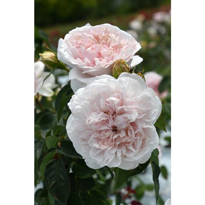 バラ苗【6号新苗】メイドインヘブン 1bs6-7-D04-01-メイ010 : バラの家 バラ苗専門店 Yahoo!店 - 通販 - Yahoo!ショッピング