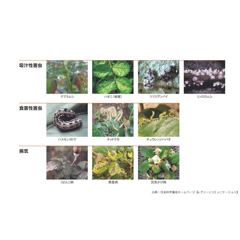 住友化学園芸 殺虫殺菌剤 マイローズ ベニカXファインスプレー 950ml 園芸用品 ガーデニング うどんこ病 黒星病 KINCHO園芸 : 芝生のことならバロネスダイレクト - 通販 ...