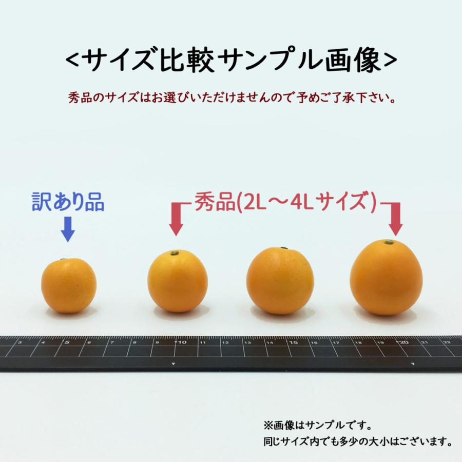 【今季販売終了間近】【赤秀品（秀品）】 こん太きんかん 約1kg (2L〜4Lサイズ) 「北海道・沖縄は送料＋1100円」 金柑 コンターレ : こだわりの果物屋 紅光 - 通販 ...