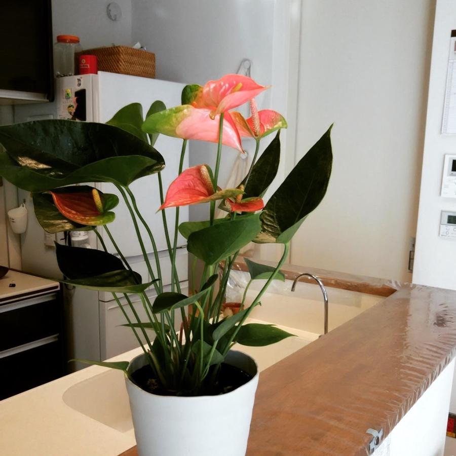 (ピンク) 愛んすりうむ5号 高さ50cm アンスリウム アンスリューム 【異色含め同サイズ6鉢以上で送料無料】 : ANTHICAL アン ...