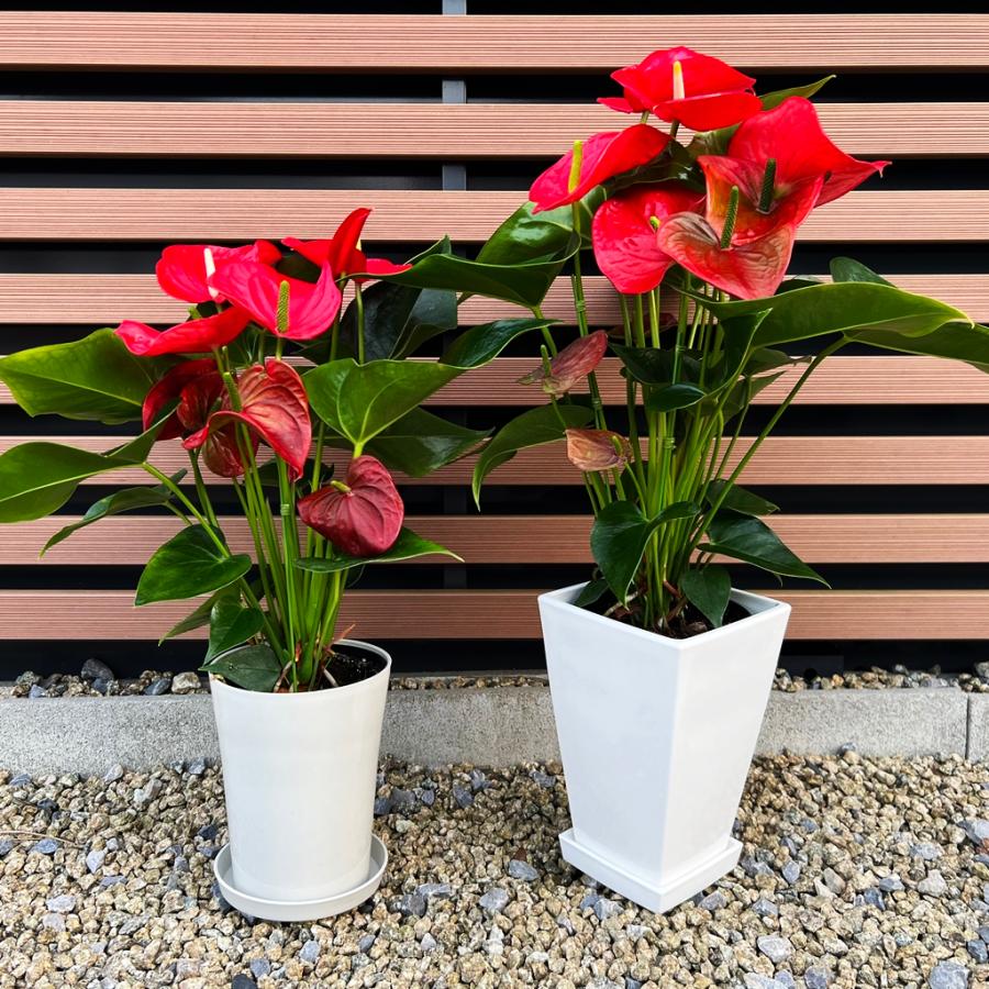 (ピンク) 愛んすりうむ7号 スクエア 高さ65cm アンスリウム アンスリューム 【異色含め同サイズ4鉢以上で送料無料 ...