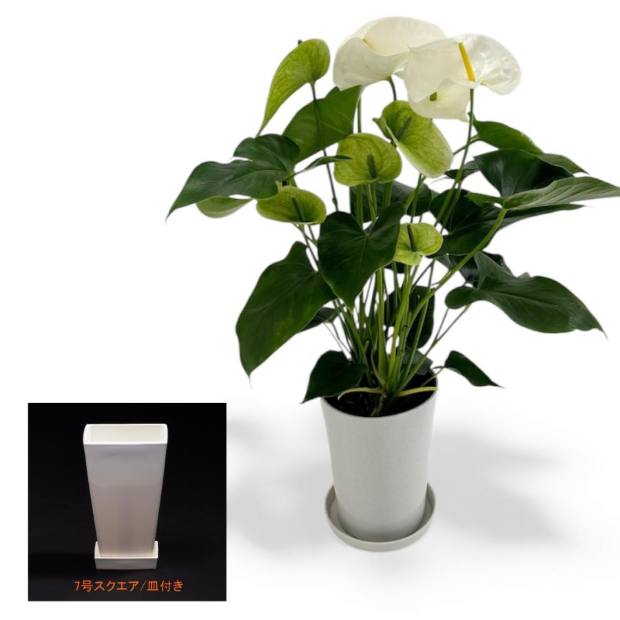 (白) 愛んすりうむ7号 スクエア 高さ65cm アンスリウム アンスリューム 【異色含め同サイズ4鉢以上で送料無料】 : ANTHICAL アンシカル - 通販 - Yahoo!ショッピング
