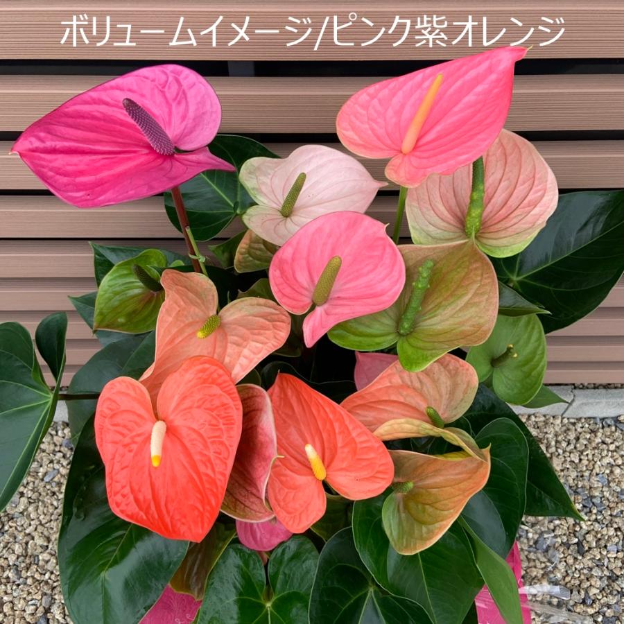 (ミックス) 熟成紅うちわ10号 尺鉢 高さ90-100cm アンスリウム アンスリューム 【送料無料】 : ANTHICAL アンシカル ...