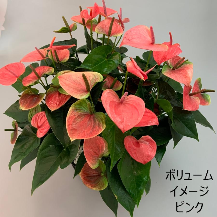 (ピンク) 熟成紅うちわ11号 浅鉢型 高さ65-70cm アンスリウム アンスリューム 【送料無料】 :beni11-pink:ANTHICAL Online Shop - 通販 ...