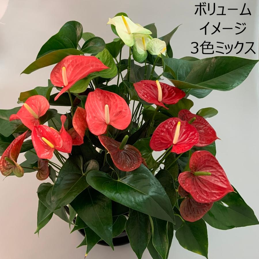 (ピンク) 熟成紅うちわ11号 浅鉢型 高さ65-70cm アンスリウム アンスリューム 【送料無料】 :beni11-pink:ANTHICAL Online Shop - 通販 ...