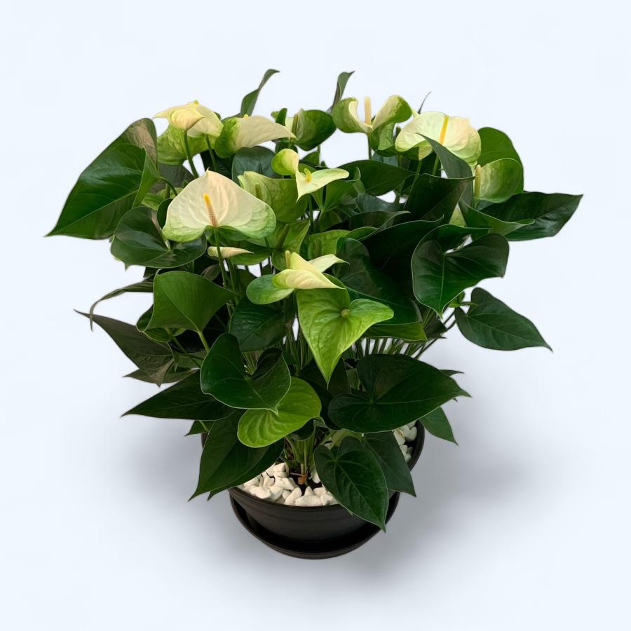 (赤) 熟成紅うちわ11号 浅鉢型 高さ65-70cm アンスリウム アンスリューム 【送料無料】 : ANTHICAL アンシカル - 通販 ...