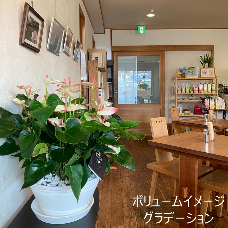 (赤) 熟成紅うちわ11号 浅鉢型 高さ65-70cm アンスリウム アンスリューム 【送料無料】 : ANTHICAL アンシカル - 通販 ...