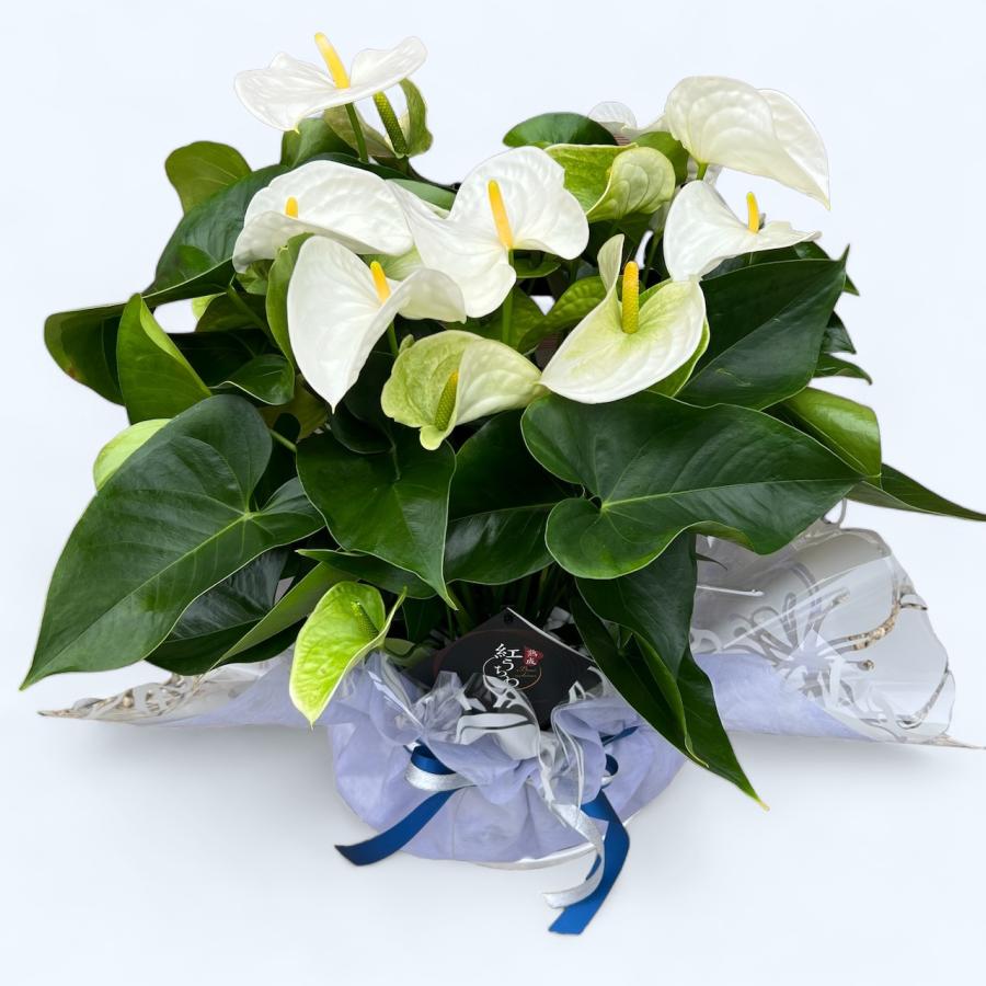 (白) 熟成紅うちわ11号 浅鉢型 高さ65-70cm アンスリウム アンスリューム 【送料無料】 : ANTHICAL アンシカル - 通販 - Yahoo!ショッピング