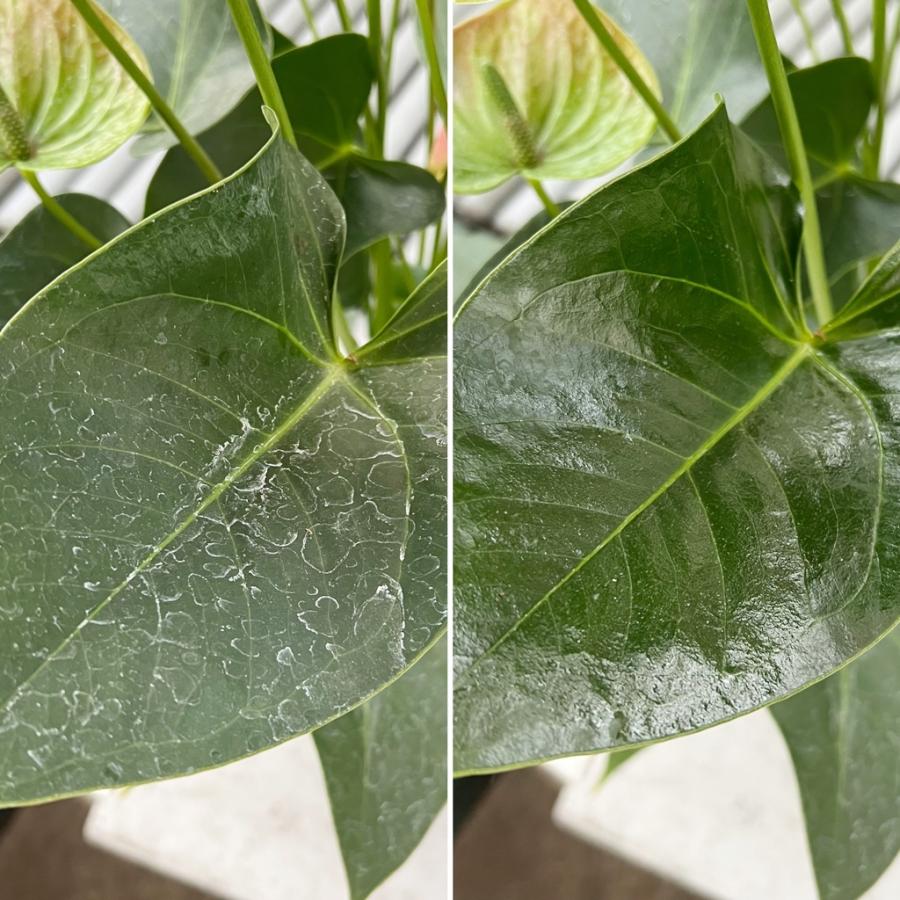 アンスリウム専用 ワックス原液 ツヤが蘇る 他の観葉植物にも使える : wax : ANTHICAL Online Shop - 通販 ...