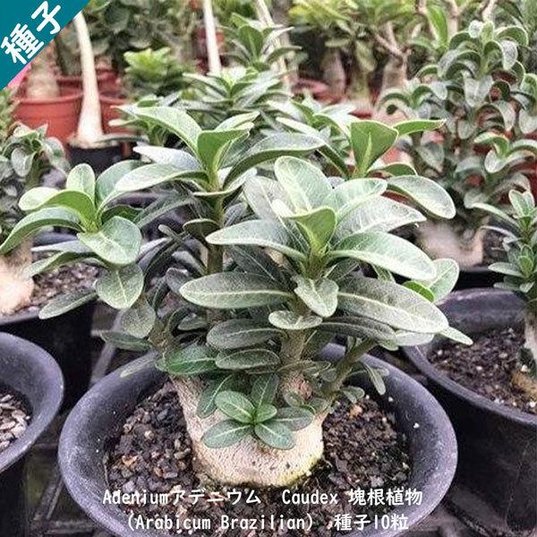 多肉植物 塊根植物 種子 種 キョウチクトウ科 Caudex Adenium Arabicum Brazilian アデニウム アラビカム ...