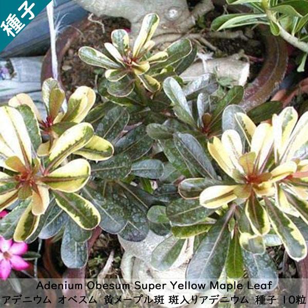 種子 種 Adenium Obesum Super Yellow Maple Leaf アデニウム オベスム 黄メープル斑 種子10粒 ...
