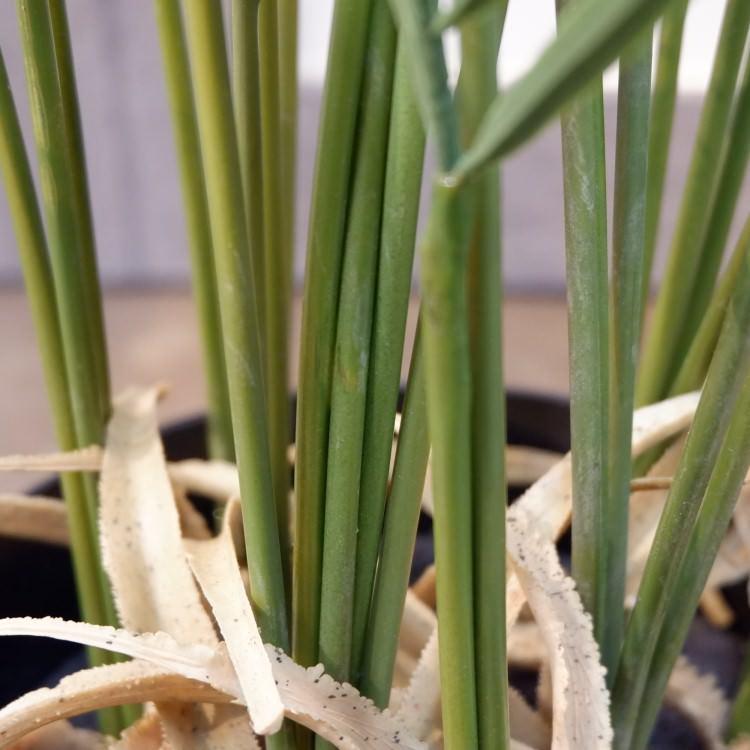 フェニックスパームポット 142cm アーティフィシャルグリーン 人工観葉植物 簡易鉢付きグリーン VR22030 : ビザインショップ - 通販 - Yahoo!ショッピング