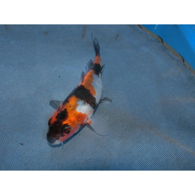 錦鯉13cm昭和三色 性別不明です No.0171 : BEST錦鯉 - 通販 - Yahoo!ショッピング