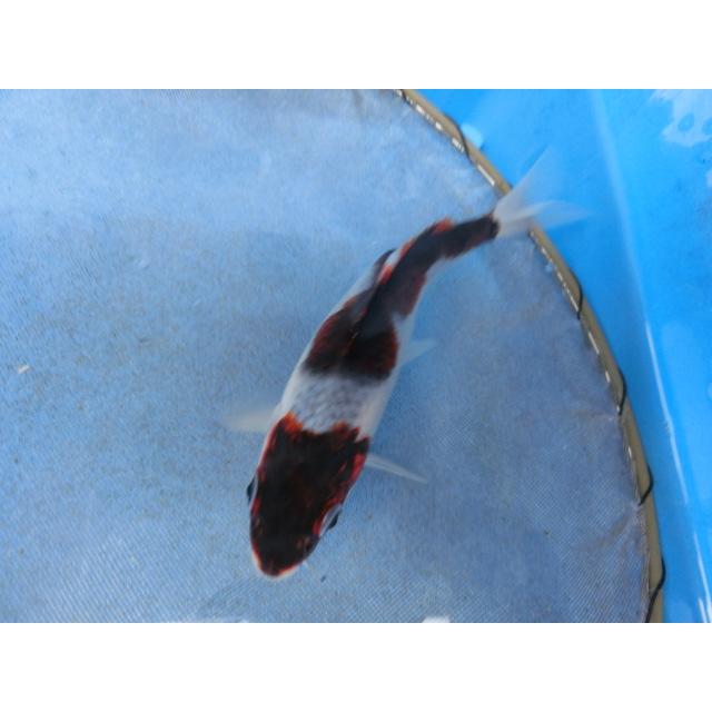 錦鯉17cm葡萄衣 性別不明です No.0259 : BEST錦鯉 - 通販 - Yahoo!ショッピング