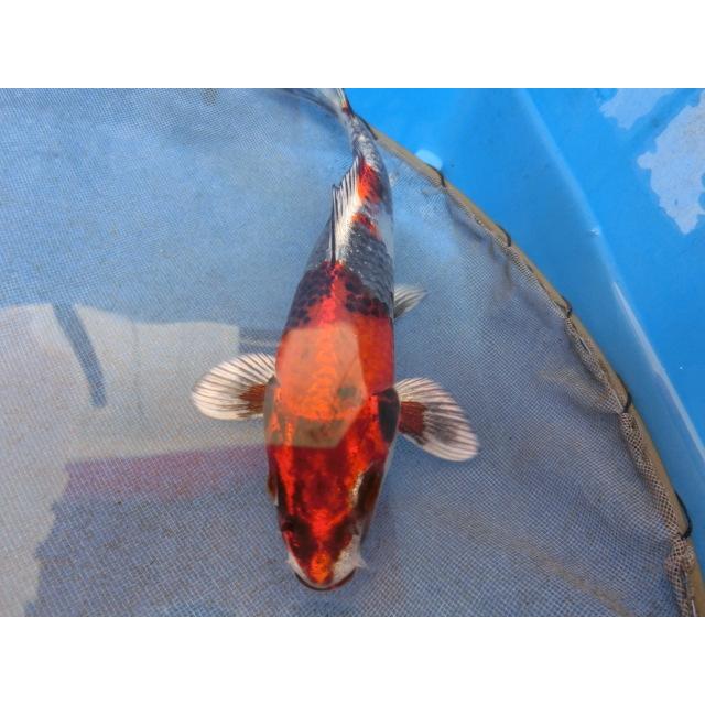 錦鯉18cm金昭和 性別不明です No.0304 : BEST錦鯉 - 通販 - Yahoo!ショッピング