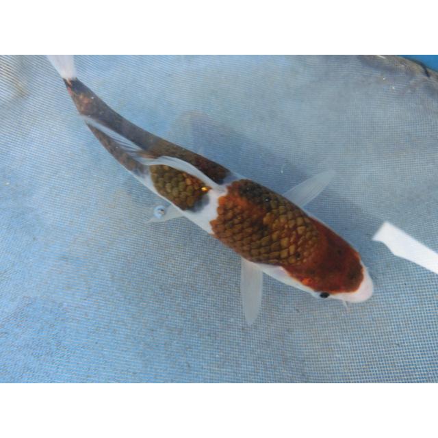 錦鯉18cm葡萄衣 性別不明です No.0423 : BEST錦鯉 - 通販 - Yahoo!ショッピング