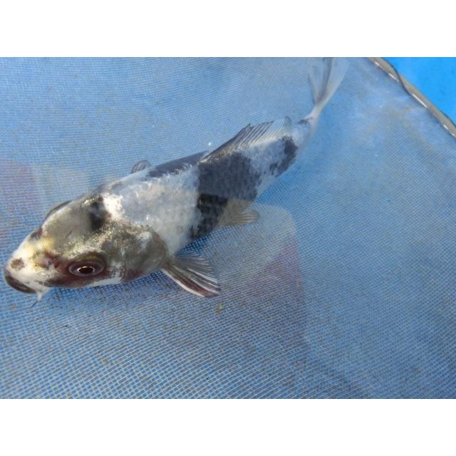 錦鯉13cm銀白 性別不明です No.0514 : BEST錦鯉 - 通販 - Yahoo!ショッピング