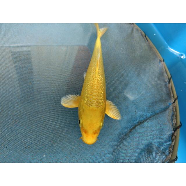 錦鯉15cm銀鱗山吹黄金（質良いです） 性別不明です No.0663 : BEST錦鯉 - 通販 - Yahoo!ショッピング