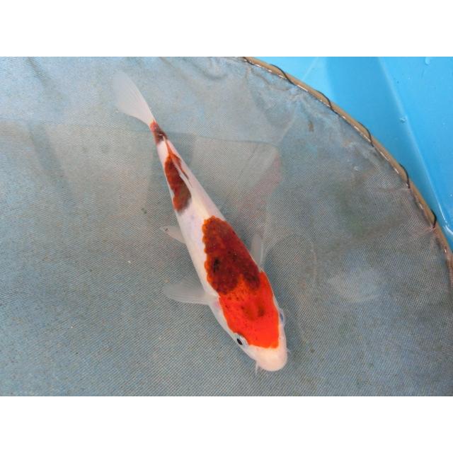 錦鯉18cm藍墨衣葡萄系 性別不明です No.0698 : BEST錦鯉 - 通販 - Yahoo!ショッピング