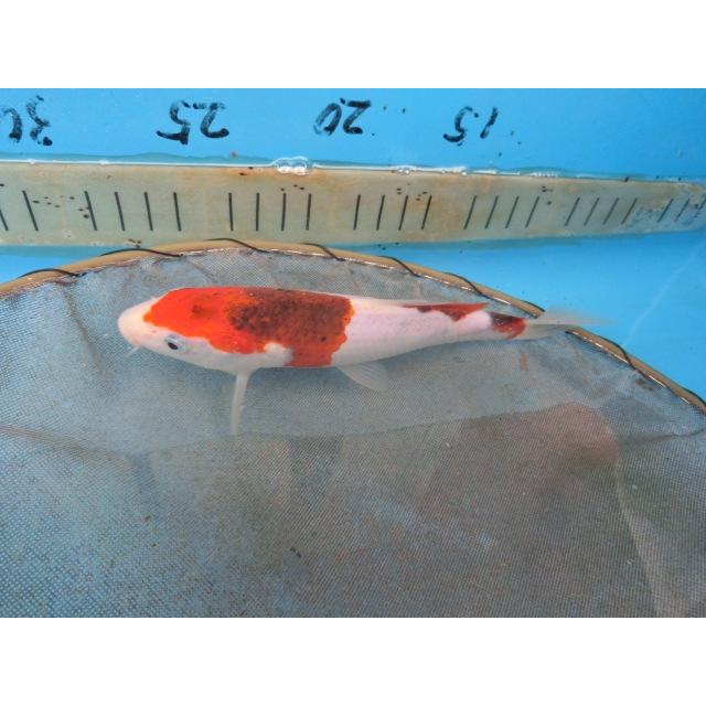錦鯉18cm藍墨衣葡萄系 性別不明です No.0698 : BEST錦鯉 - 通販 - Yahoo!ショッピング