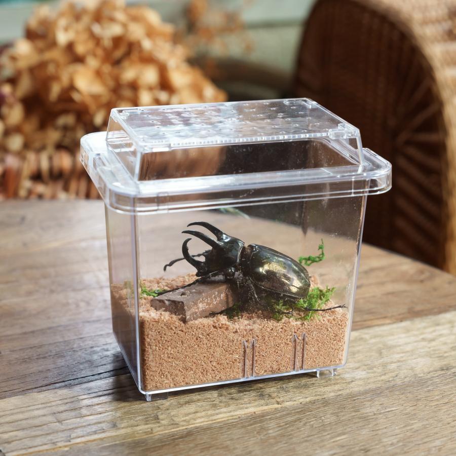 BIG HORN アトラスオオカブト50UP成虫ペア オス メス リアウ産 外国産カブトムシ 生体 MIKU : クワガタカブトムシBIGHORN - 通販 - Yahoo!ショッピング