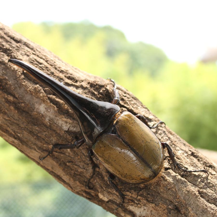 BIGHORN ヘラクレスヘラクレス成虫 125upペア グアドループ産 生体 外国産カブトムシ MIKU : クワガタカブトムシBIGHORN - 通販 - Yahoo!ショッピング